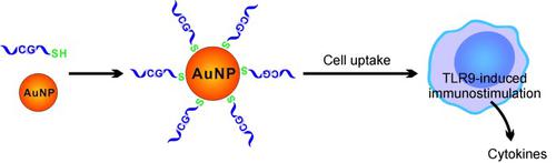 具有自组装的CpG寡核苷酸缀合的金纳米颗粒的多价免疫刺激纳米剂,Angewandte Chemie International Edition ...