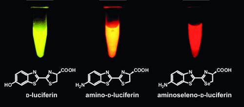 A Selenium Analogue of Firefly D‐Luciferin with Red‐Shifted ...