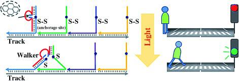 An Autonomous and Controllable Light‐Driven DNA Walking Device ...