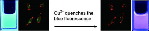 Carbon‐Dot‐Based Dual‐Emission Nanohybrid Produces a Ratiometric ...
