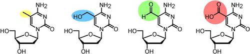 Structure and Function of Noncanonical Nucleobases,Angewandte Chemie ...