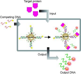 A Molecular Translator that Acts by Binding‐Induced DNA Strand ...