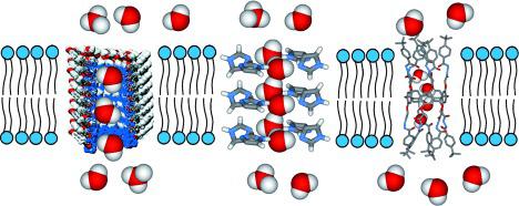 Artificial Water Channels,Angewandte Chemie International Edition - X-MOL