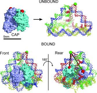 Non‐covalent Single Transcription Factor Encapsulation Inside a DNA ...