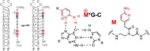 Triple‐Helical Recognition of RNA Using 2‐Aminopyridine‐Modified PNA at ...