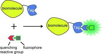 The Power of Fluorogenic Probes,Angewandte Chemie International Edition ...
