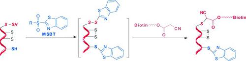 Detection of Protein S‐Sulfhydration by a Tag‐Switch Technique ...
