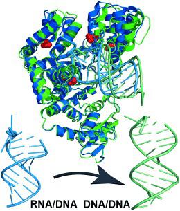 Structure and Function of an RNA‐Reading Thermostable DNA Polymerase ...