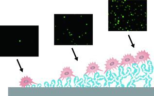 Rapid Generation of Cell Gradients by Utilizing Solely Nanotopographic ...