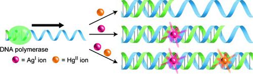 Regulated Incorporation of Two Different Metal Ions into Programmed ...
