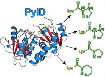The Formation of Pyrroline and Tetrahydropyridine Rings in Amino Acids ...