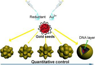 Dynamic and Quantitative Control of the DNA‐Mediated Growth of Gold ...