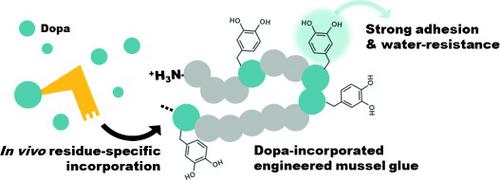 In Vivo Residue‐Specific Dopa‐Incorporated Engineered Mussel Bioglue ...