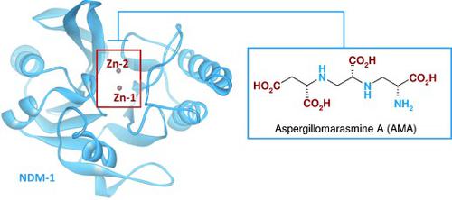 Aspergillomarasmine A 是一种细菌金属-β-内酰胺酶抑制剂，具有 blaNDM 和 blaVIM 耐药性 ...