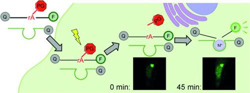Photocaged DNAzymes as a General Method for Sensing Metal Ions in ...