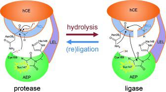 Structure and Mechanism of an Aspartimide‐Dependent Peptide Ligase in ...