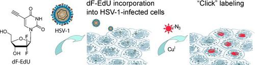 病毒感染的生物正交化学记者。,Angewandte Chemie International Edition - X-MOL