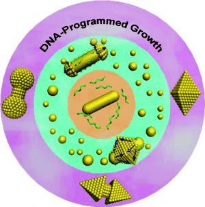 DNA‐Encoded Tuning of Geometric and Plasmonic Properties of ...
