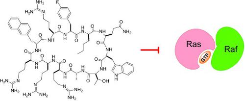 通过阻断 Ras 效应子与环肽的相互作用来抑制 Ras 信号转导,Angewandte Chemie International Edition - X-MOL