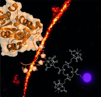 SLAP: Small Labeling Pair for Single‐Molecule Super‐Resolution Imaging ...
