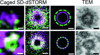 Multicolor Caged dSTORM Resolves the Ultrastructure of Synaptic ...