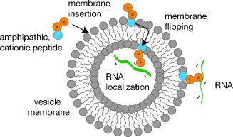 Electrostatic Localization of RNA to Protocell Membranes by Cationic ...