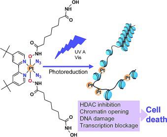 A Photoactivatable Platinum(IV) Complex Targeting Genomic DNA and ...