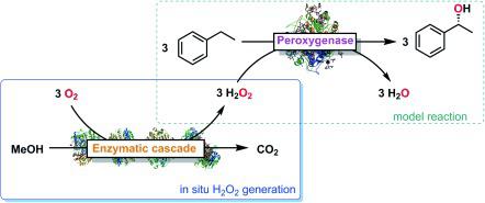 Peroxygenase‐Catalyzed Oxyfunctionalization Reactions Promoted by the ...