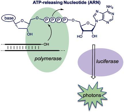 ATP‐Releasing Nucleotides: Linking DNA Synthesis to Luciferase ...