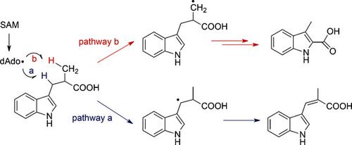 Mechanistic Insights into the Radical S‐adenosyl‐l‐methionine Enzyme ...