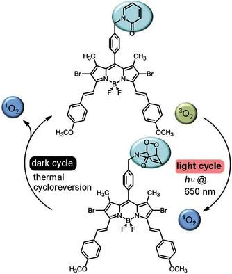A Bifunctional Photosensitizer for Enhanced Fractional Photodynamic ...