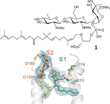 Moenomycin生物合成：异戊二烯基转移酶MoeN5的结构和作用机理,Angewandte Chemie International ...