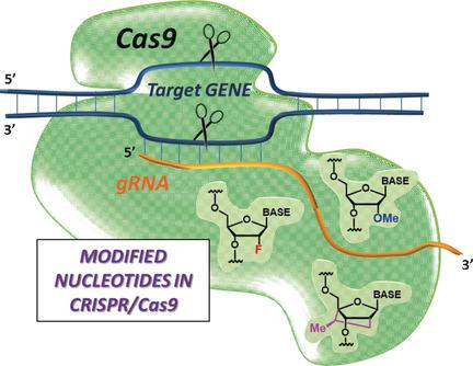 CRISPR / Cas9中修饰的RNA：古老的把戏再次起作用,Angewandte Chemie International Edition - X-MOL