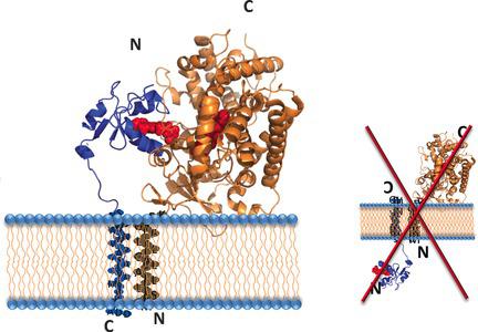 Reconstitution of the Cytb5–CytP450 Complex in Nanodiscs for Structural ...