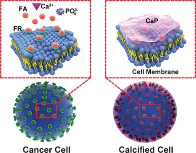 A Drug‐Free Tumor Therapy Strategy: Cancer‐Cell‐Targeting Calcification ...