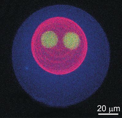 Hierarchical Proteinosomes for Programmed Release of Multiple ...