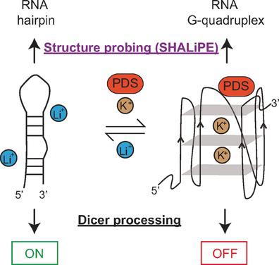 Structural Analysis using SHALiPE to Reveal RNA G‐Quadruplex Formation ...