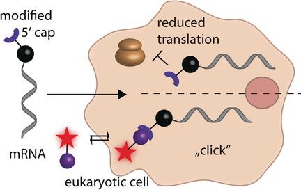 修饰真核mRNA点击反应的5'-Cap并调节活细胞的翻译效率,Angewandte Chemie International Edition - X-MOL