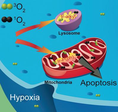 A Mitochondria‐Targeted Photosensitizer Showing Improved Photodynamic ...