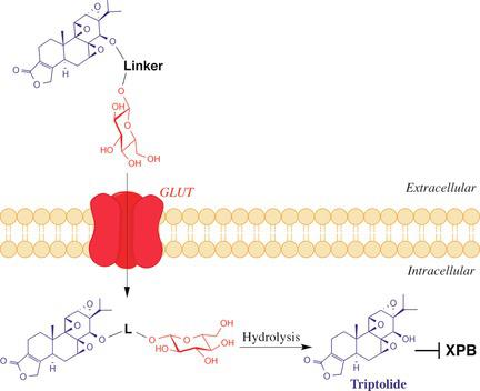 Targeted Delivery and Sustained Antitumor Activity of Triptolide ...