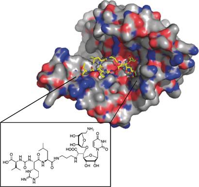 工作中的天然产物：抑制细菌膜蛋白MraY的结构性见解,Angewandte Chemie International Edition - X-MOL