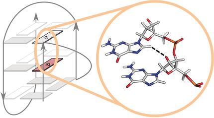 Sugar–Edge Interactions in a DNA–RNA G‐Quadruplex: Evidence of ...