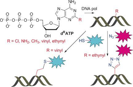 2-取代的dATP衍生物作为小槽中修饰的DNA的聚合酶催化合成的基础,Angewandte Chemie International ...