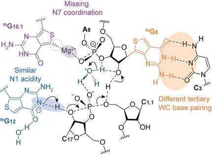 聚合酶介导的合成荧光同构 G 替代物位点特异性掺入 RNA,Angewandte Chemie International Edition ...
