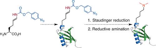A Genetically Encoded Allysine for the Synthesis of Proteins with Site ...