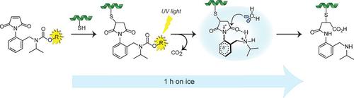 Stable and Rapid Thiol Bioconjugation by Light‐Triggered Thiomaleimide ...