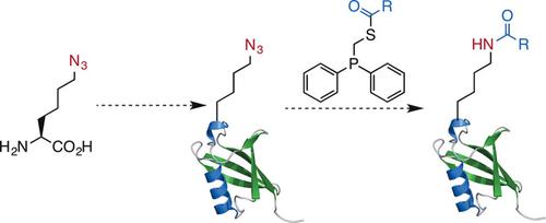 A Versatile Approach for Site‐Specific Lysine Acylation in Proteins ...