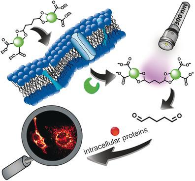 Cell Fixation by Light‐Triggered Release of Glutaraldehyde,Angewandte ...