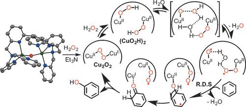 Specific Enhancement of Catalytic Activity by a Dicopper Core ...