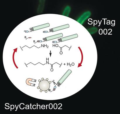 通过 SpyTag/SpyCatcher 发展加速酰胺化以分析膜动力学。,Angewandte Chemie International ...
